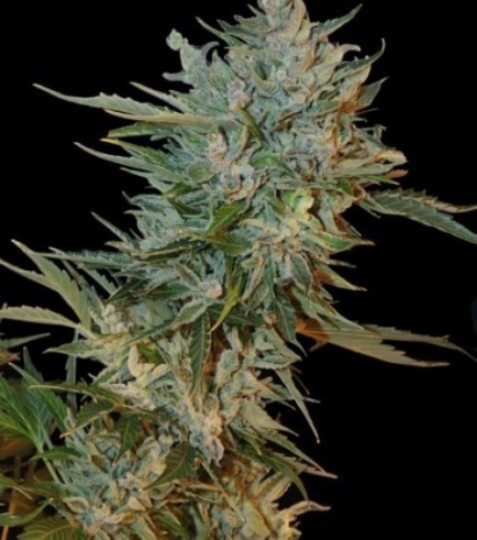 Semilla Haze Gom - Información de esta semilla de Marihuana